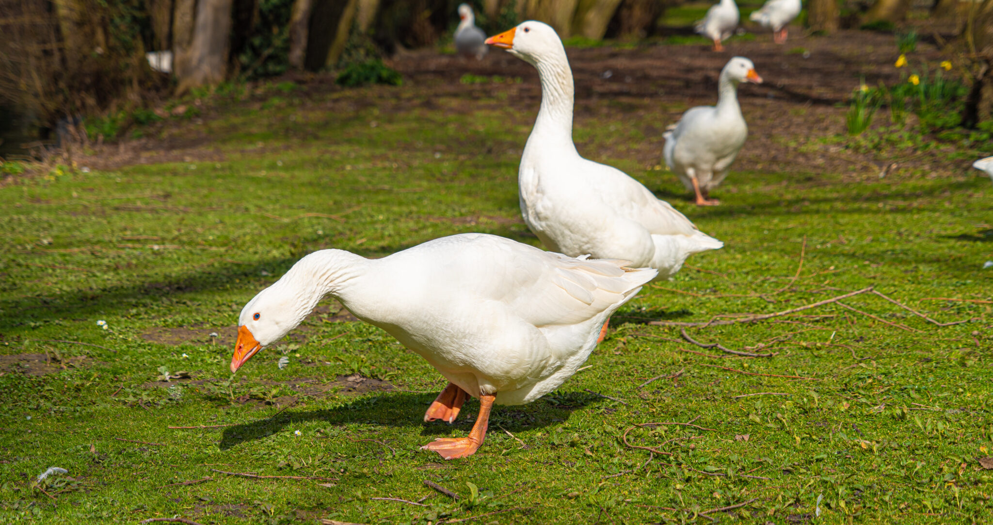 Raising Geese for Meat: A Home-Grown Holiday Goose - Backyard Poultry